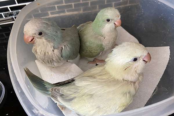 Quaker babies