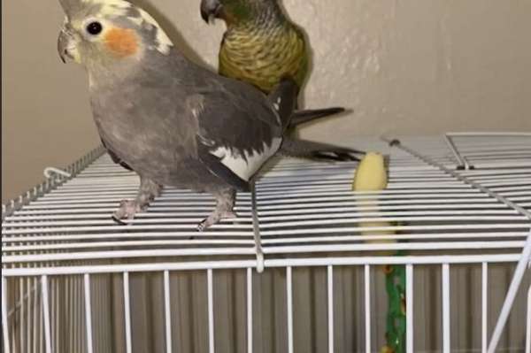 Green cheek conure/Cockatiel- Bonded Pair