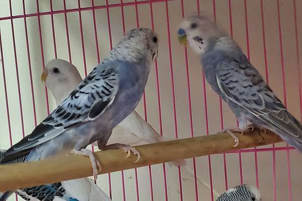 Lavender Budgies