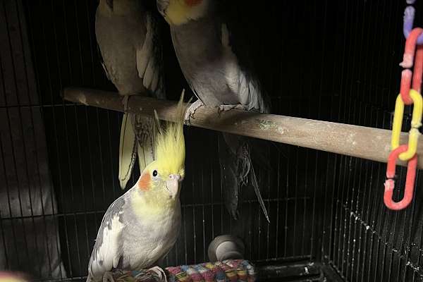 Cockatiels