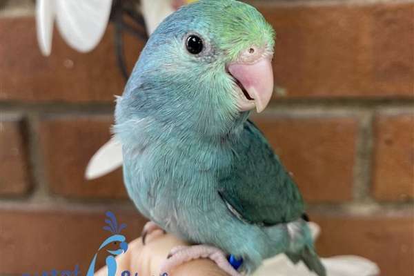 Baby Turquoise Pacific Parrotlet available at Parrot Stars!