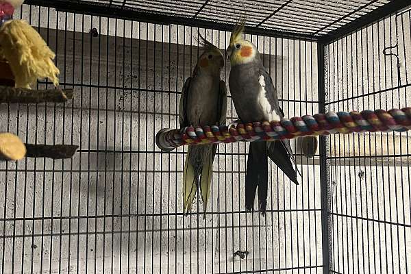Cockatiels