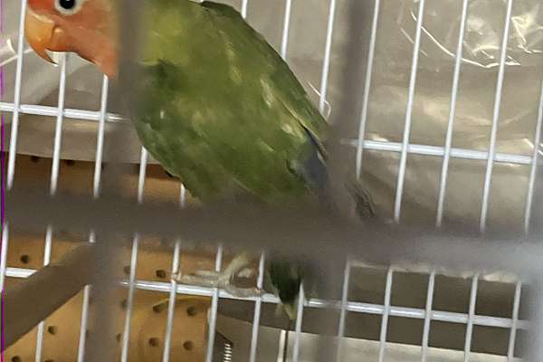 Green Fisher Love bird male