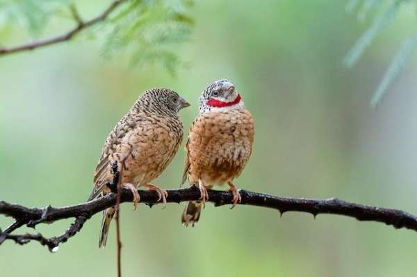 Cut Throat Finches