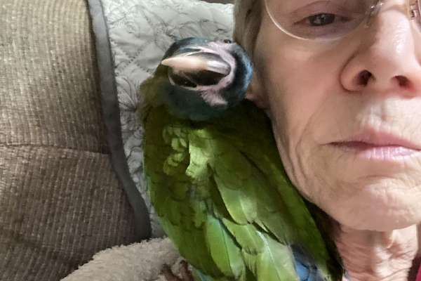 Blue Headed Mini Macaw