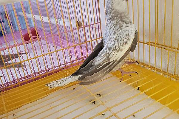 White Faced Pearl Cockatiel