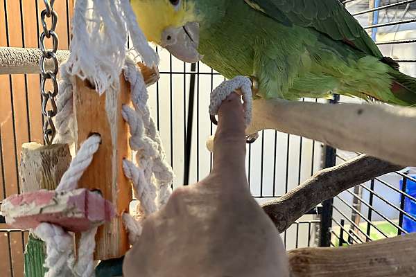 Double Yellow Headed Amazon Parrots. Young. Pets only. Talking
