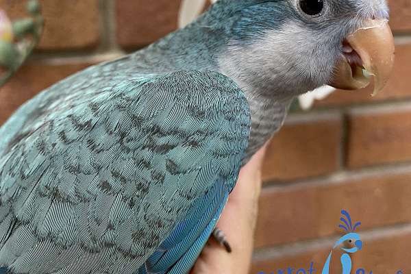 Baby Blue Quaker Parrot available at Parrot Stars!