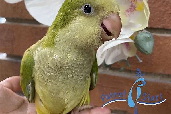 Baby Green Pallid Quaker Parrot available at Parrot Stars!