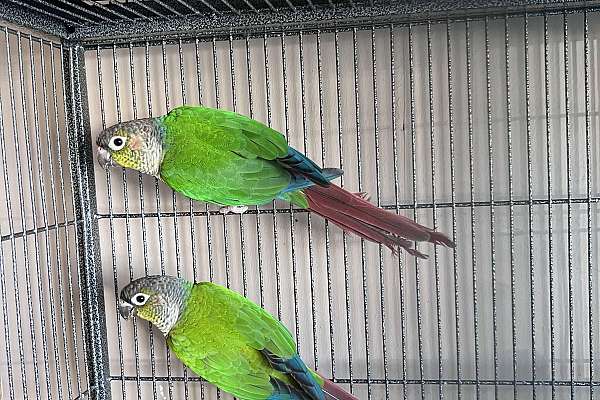 Green cheeked conure pair
