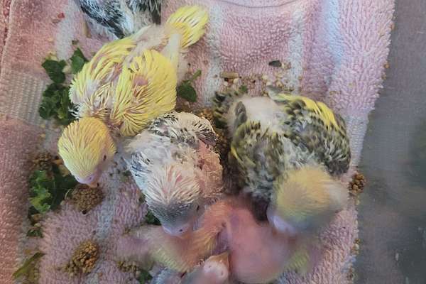 Baby parakeets