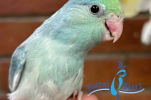 Baby Dilute Turquoise Pacific Parrotlet available at Parrot Stars!