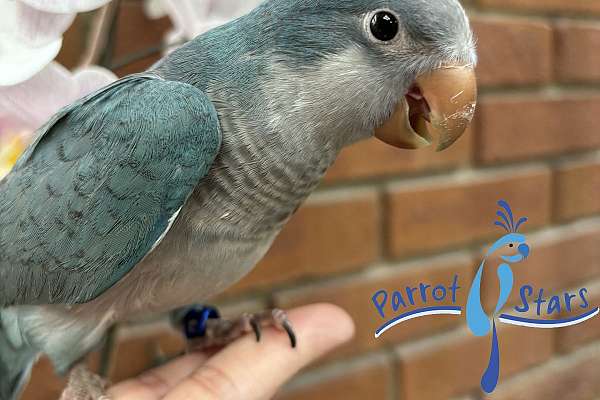 Baby Blue Quaker Parrot available at Parrot Stars!