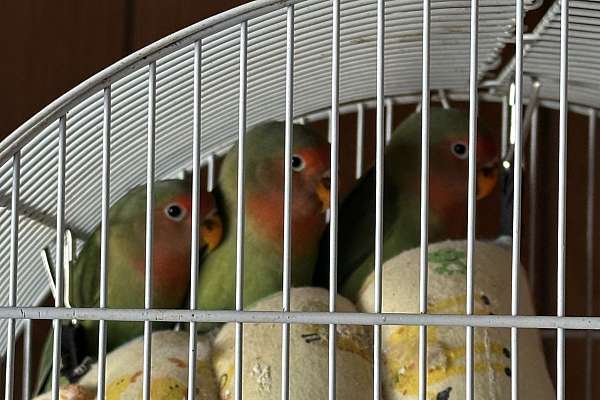 Young Lovebirds for Sale