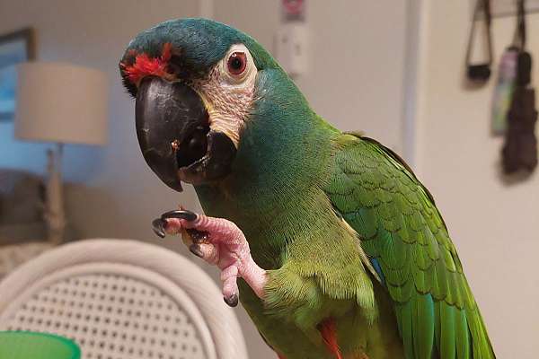 Friendly Handfed Macaw