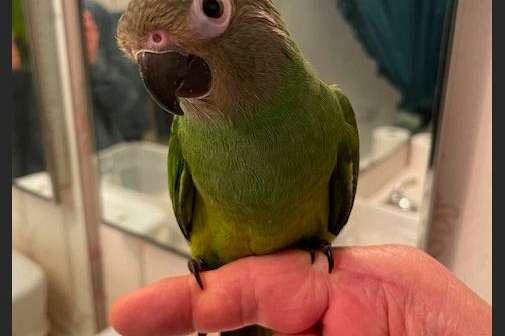 Hand-Fed Baby Dusky Conure