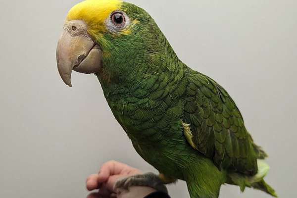 Double Yellow Headed Amazon