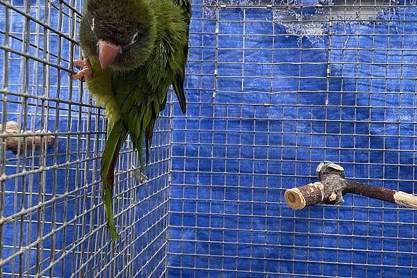 Blue crown conure breeding pair