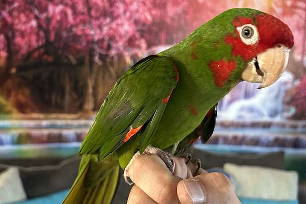 Beautiful male mitred conure