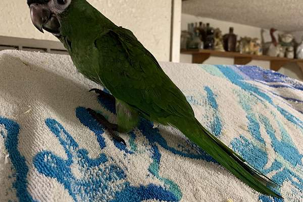 Hand Fed Hahns Mini Macaw