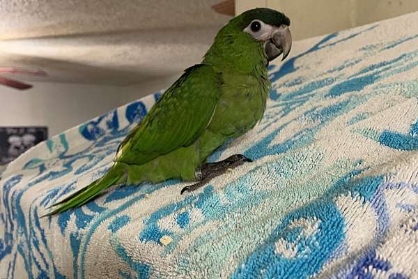 Hand Fed Hahns Mini Macaw