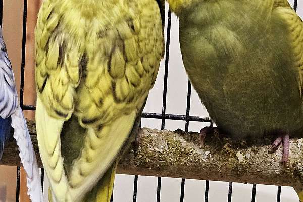 Half English budgies