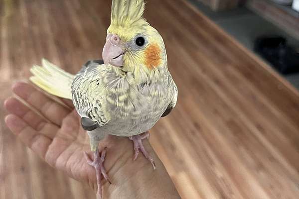 Baby Pearl Cockatiel for Sale #B