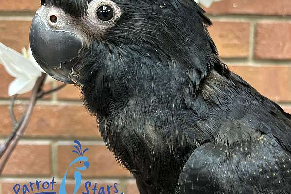Baby Red Tail Black Cockatoo Available at Parrot Stars