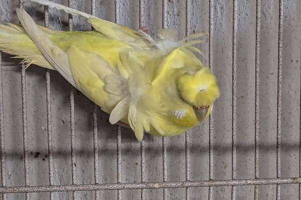 Rare budgie mutations - Blackwing, Violet, Hagoromo, Rainbow parakeets