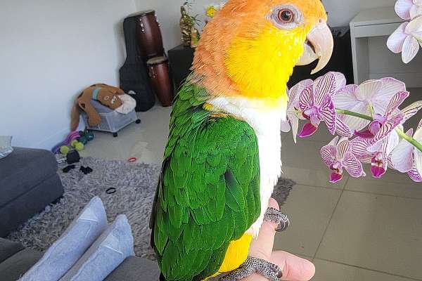 White bellied caique