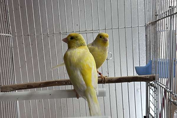 Canaries for sale