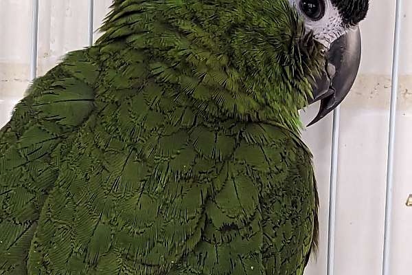 Hahns Macaw