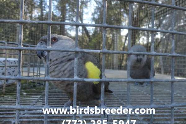 Young Ruppell's Parrot hen available for $2,000 or trade for male