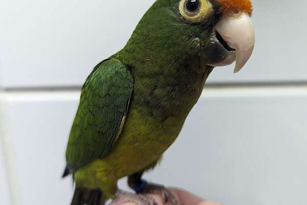 Half Moon Conure
