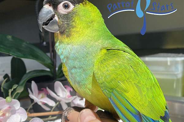 Baby Nanday Conure Available at Parrot Stars