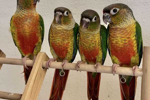 Green Cheek Conures Hand Fed