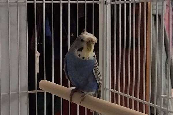 Crested Female Budgie