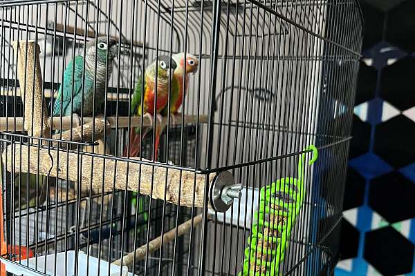 Conures with Cages For Sale