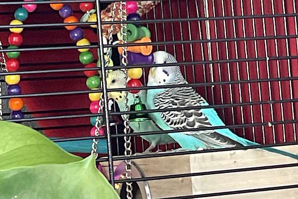 Bonded pair of Parakeets
