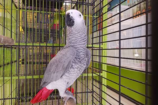 Beautiful Male African Gray tame