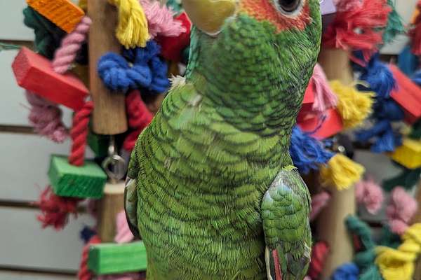 White Fronted Amazon