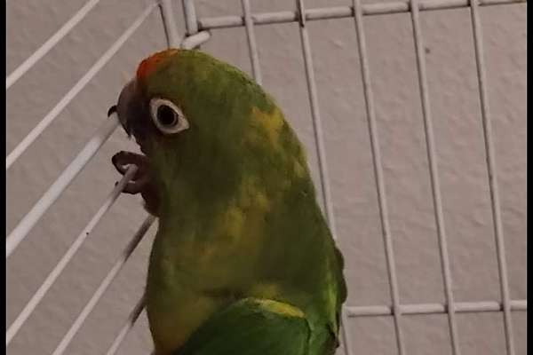 Sun conure half moon conure hybrid