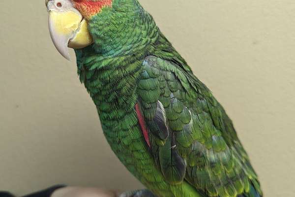 White Fronted Amazon