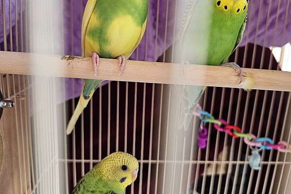 Parakeets for sale