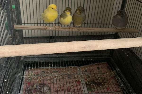 Canary for Sale