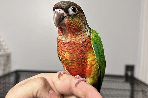 High Red Conure