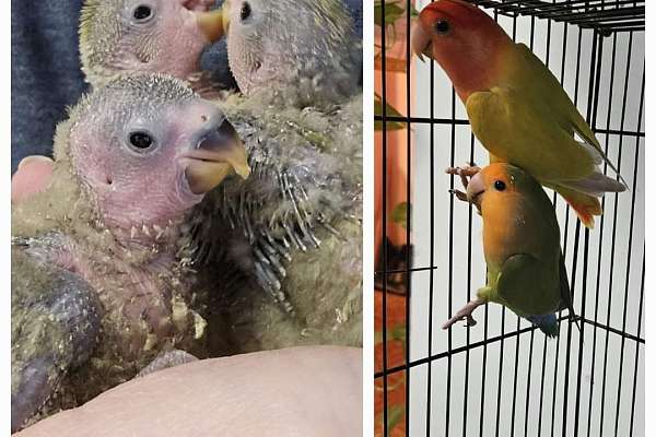 Proven pair of opaline peach faced lovebirds