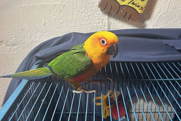 Jenday conure