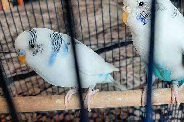 2 white parakeets