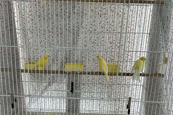 Russian canary male
